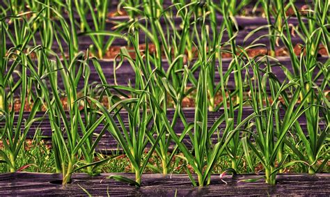 Seedling Identification Guide