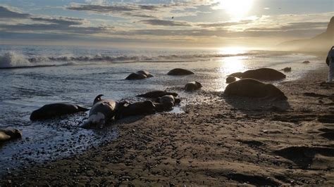 25 Walruses Found Killed On Alaskan Coast Cnn