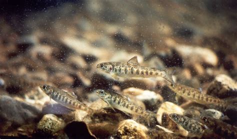 Atlantic Salmon Fry