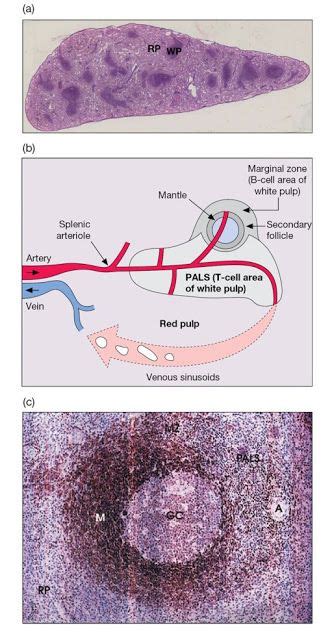 Spleen White Pulp And Periarteriolar Lymphoid Sheaths