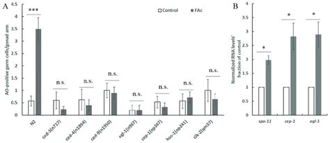Fac Exposure Induced The Germ Cell Apoptosis Of C Elegans A Images