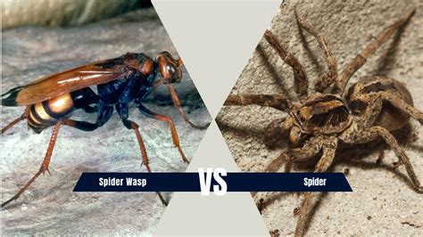 Spider Wasp Vs Spider Behavior Battles And Survival