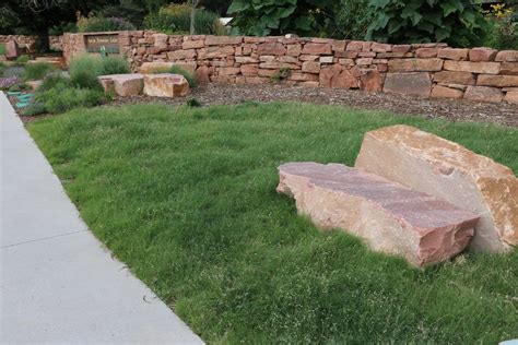 Buffalograss Colorado Native Grass Guide