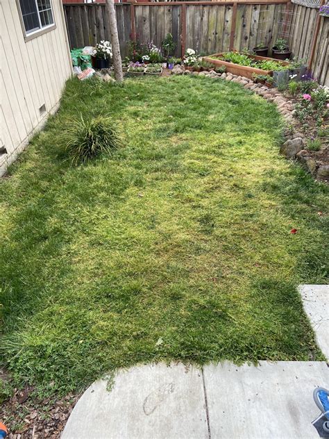 Short Yellowing Sad Grass Need Diagnosis Rlawncare