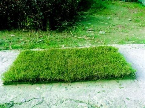 Natural Pure Green Devils Grass Carpet At Rs 45sq Ft In Barpeta Id