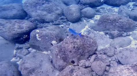 Associative Hunting Part 02 Following Conclusion Of Negotiations The Mark Okihiro