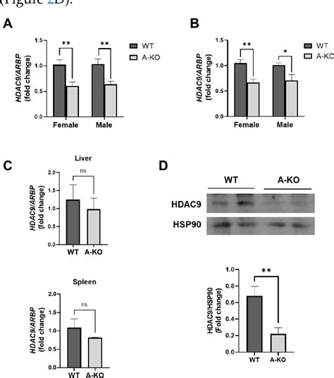 Figure 1 From Sex Dependent Role Of Adipose Tissue Hdac9 In Diet
