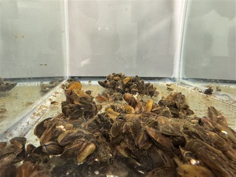 Davis Entrepreneur Aims To Eradicate Invasive Golden Mussels