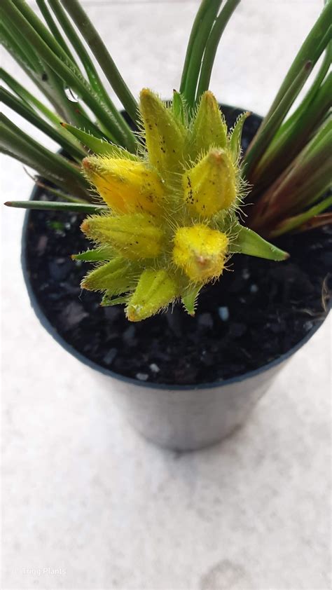 Conostylis Juncea In 68mm Super Tube Trigg Plants