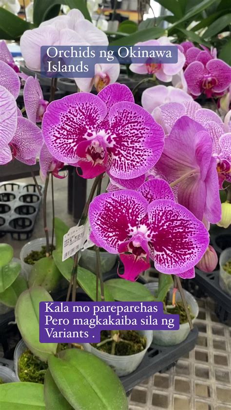 Ibat Ibang Klase Ng Orchids Ang Matatagpuan Sa Okinawa Orchids Lang らん Bulaklak Flowers
