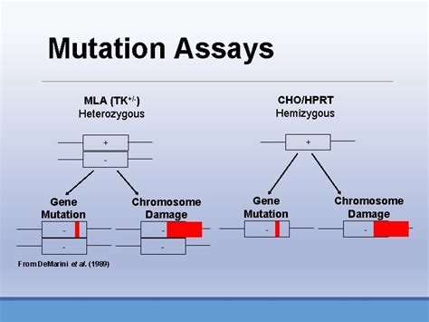 Genotoxicity Basic Aspects And Most Commonly Worldwide Employed