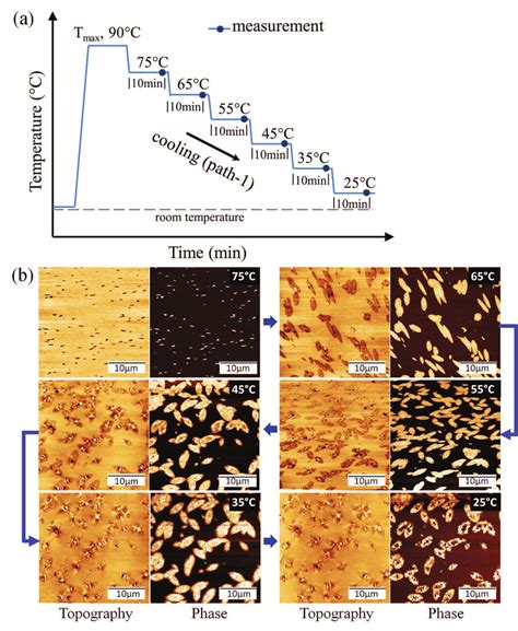 1 Phase Separation In Bitumen While Cooling The Material From Its