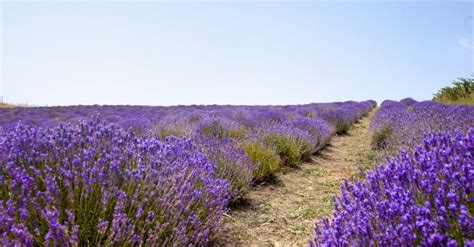 7 Best Lavender Bushes For Attracting Bees To Farms That Bloom All Season Farmstandapp
