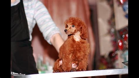 Той пудели щенки детский сад Youtube