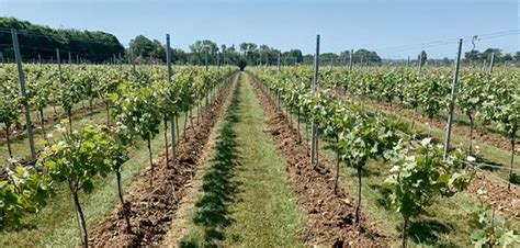Poor Weed Control Has Adverse Impact On Vine Yield And Nutrition Hort