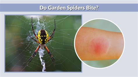 Garden Spider Bite Symptoms Treatment And Safety Guide