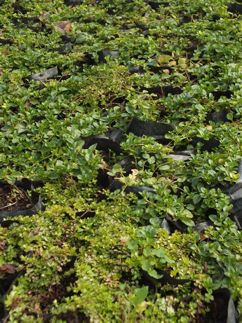 Veronica Repens Vivero El Olivar