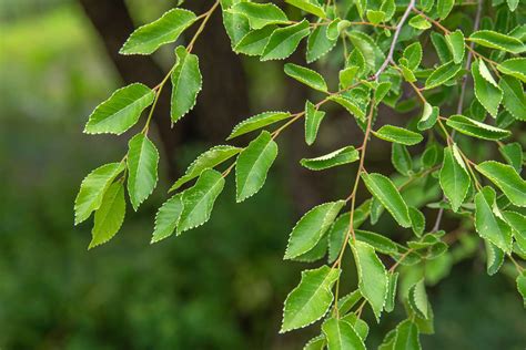 How To Trim A Elm Tree At Brenda Edmonds Blog