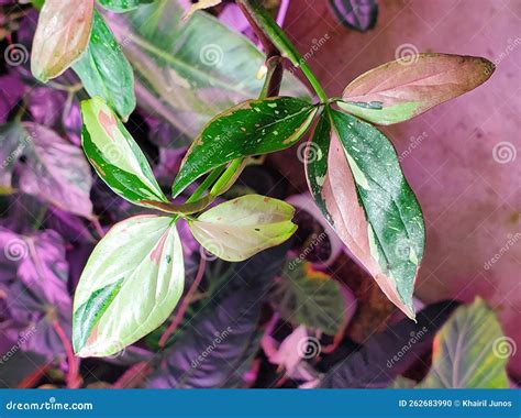 Stunning Variegated Leaves Of Syngonium Red Spot Tricolor A Rare