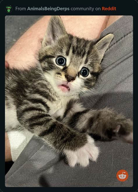 Funny Kitten Blank Template Imgflip