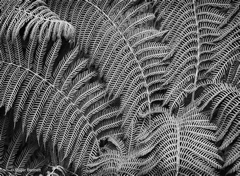 What Is A Fern Like Pattern Differentiate Cervical Mucus Ferning