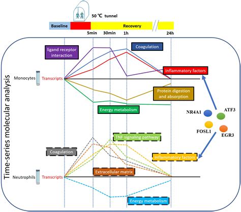 Physiological Reports Vol 12 No 3