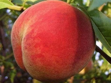 Brzoskwinia Kijowska Wczesna