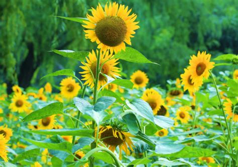 木字旁的字，适合女孩起的名字，蕴含美好吉祥 知乎