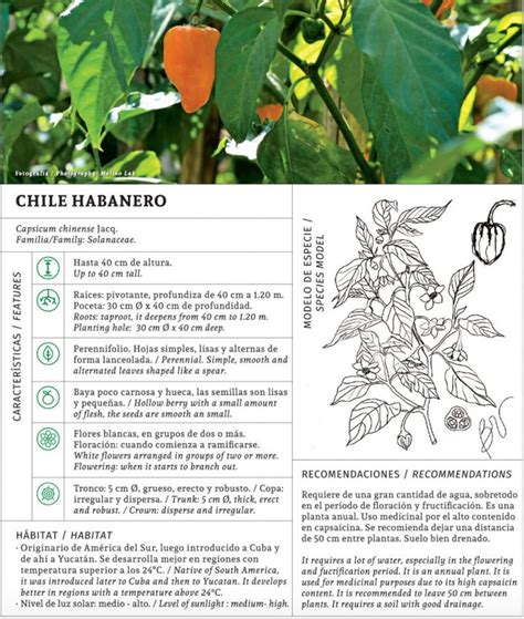 Chile Habanero Revista Landuum