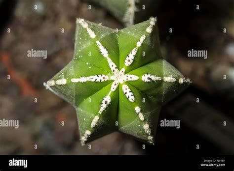 View Of A Marginatocereus Marginatus Cactus From Above With The