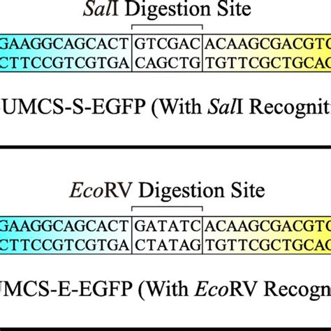 Schematic Depicting Of Puc19 Based Plasmid Models Two Different