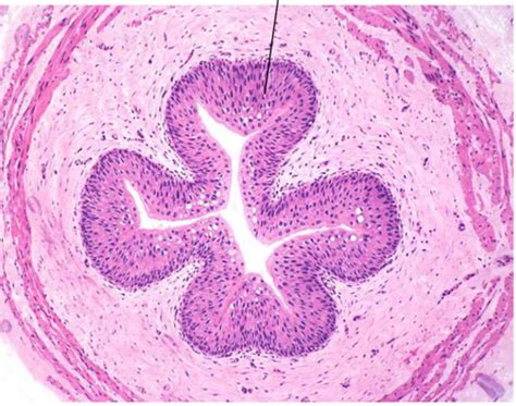 Epithelial Tissues Flashcards Quizlet