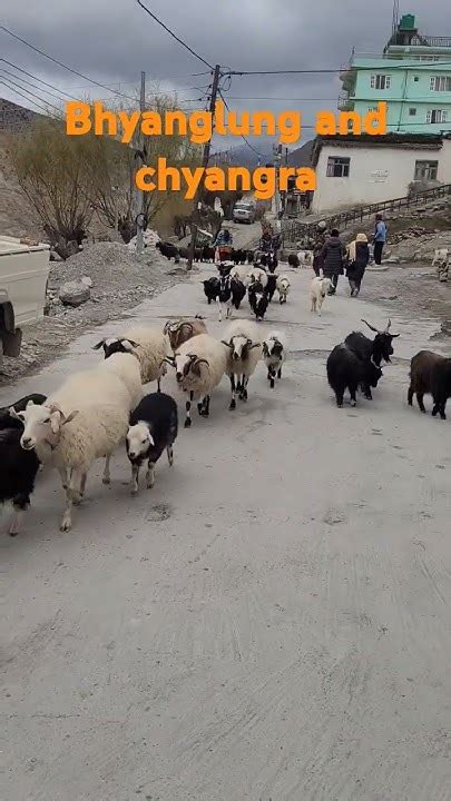 Bhyanglung And Chyangra Agriculture Farming Shorts Viral ⁠ Youtube