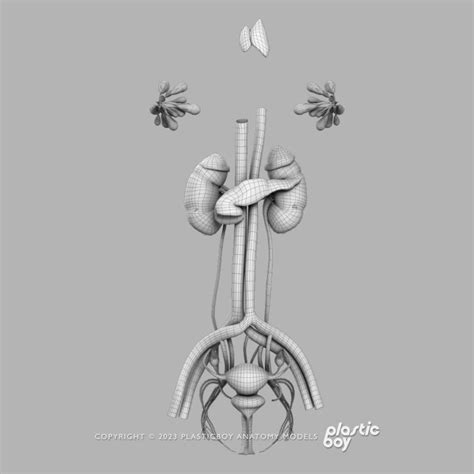 Female Urinary Reproductive And Endocrine Systems 3d Model