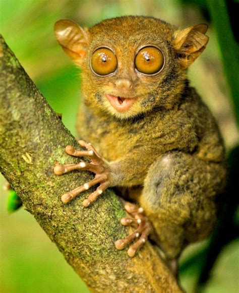 Cute Monkey With Big Eyes