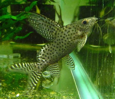 Synodontis Eupterus