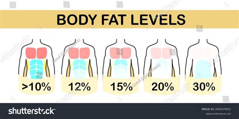 Infographic Showing Subcutaneous Fat Levels Fitness Stock Illustration