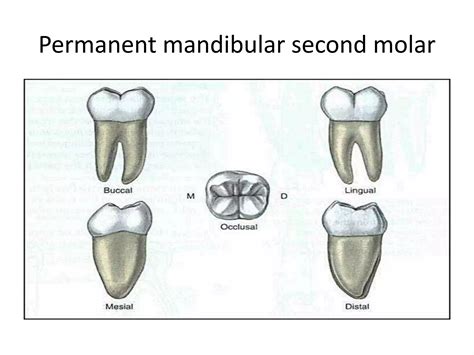 Mandibular Second Molars Pptx