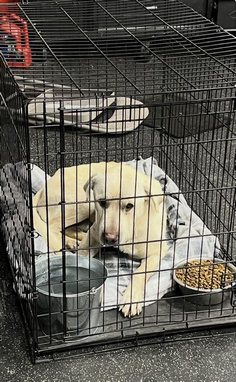 Cheryl Wilson Jacobus