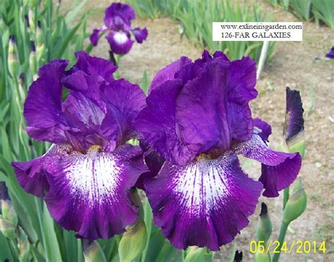 Far Galaxies Tall Bearded Iris Tb Exline Iris Garden