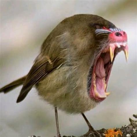Create Meme Toothy Birds The Bird Yells Funny Sparrow Pictures