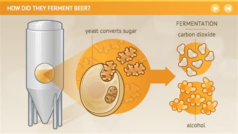 Yeast In Fermentation The Role Of Yeasts In Fermentation Processes Pmvg