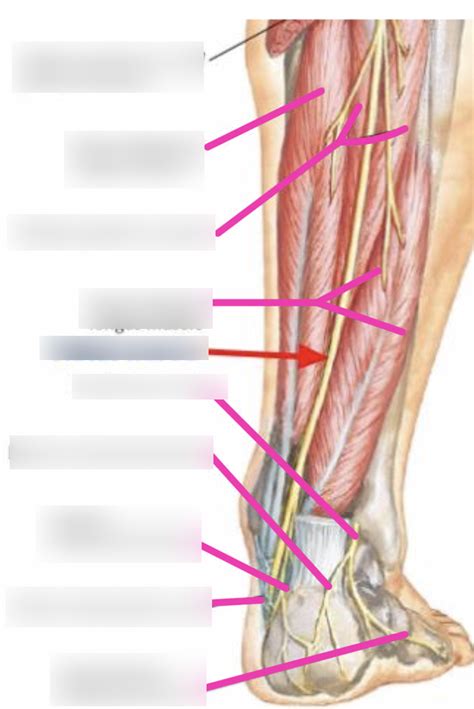 Posterior Leg Diagram Quizlet