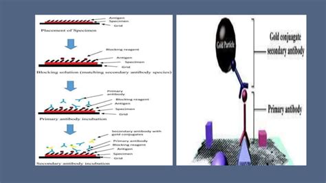 Immunoelectronmicroscopy Principle And Applications Pptx