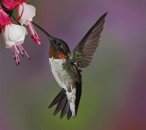 Colorful Hummingbirds Flying