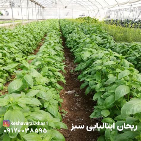 خرید، فروش و قیمت ریحان ایتالیایی تازه و آماده مصرف کشاورزی خاص