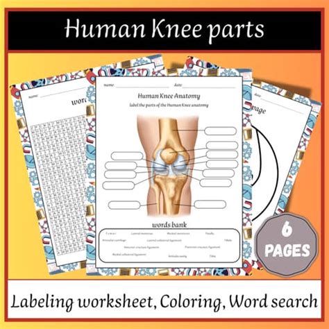 Knee Anatomy Activities Labeling Worksheet Word Search And Coloring Diagram
