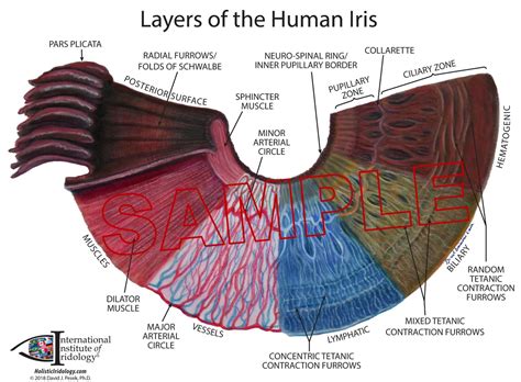 Surfaces And Layers Of The Iris An Eye Care Blog