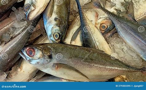 Torpedo Scad Fresh Fish At Market Stock Image Image Of Scad Torpedo