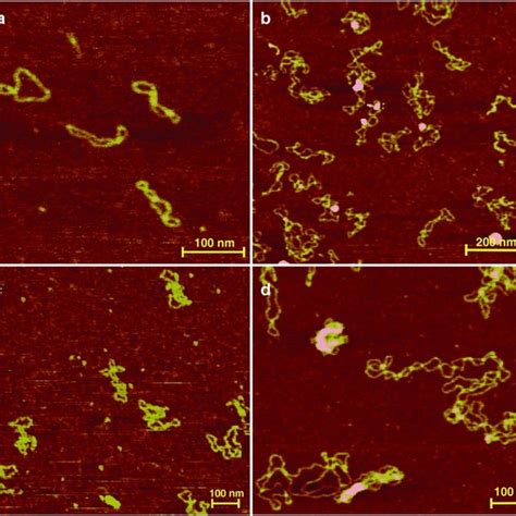 Lipofectamine 2000 Complex Size Measurements Download Table